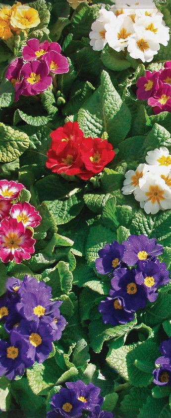 Banner Stephanie Banner 75x180 cm | bol