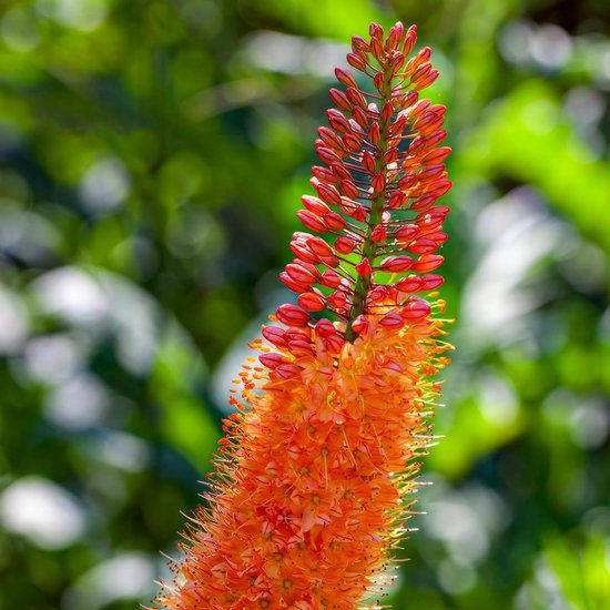 Naald van Cleopatra Plant Winterhard - Buitenplant - Eremurus Tuinplant ...