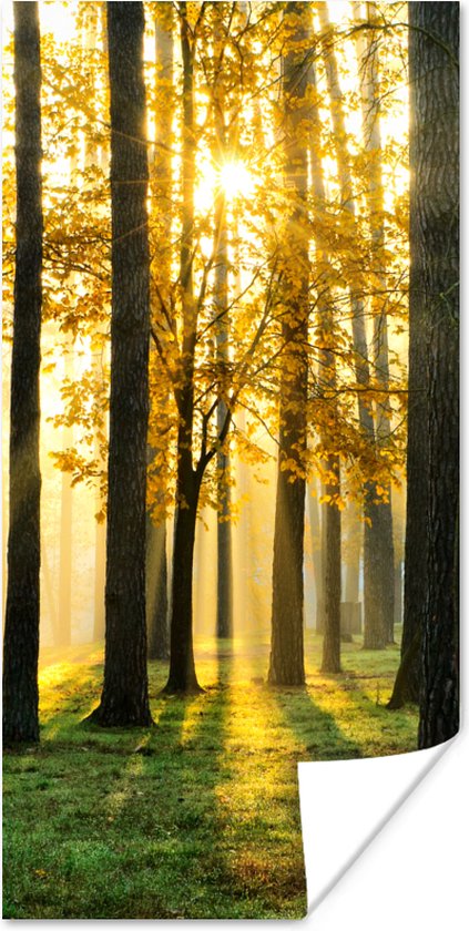 Poster Bos - Zon - Bomen - Gras - Landschap - Natuur - 60x120 cm | bol