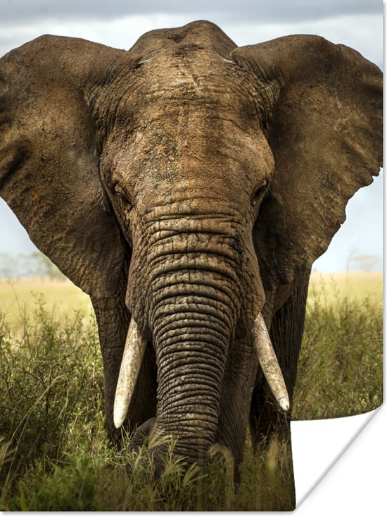 Poster Olifant - Natuur - Gras - Dieren - Landschap - 120x160 cm XXL | bol