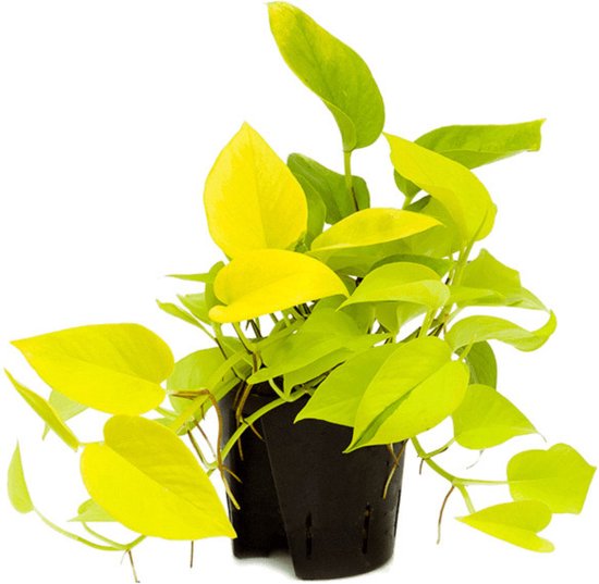 Hydrocultuur plant – Epipremnum (Scindapsus Epipremnum Golden Pothos ...
