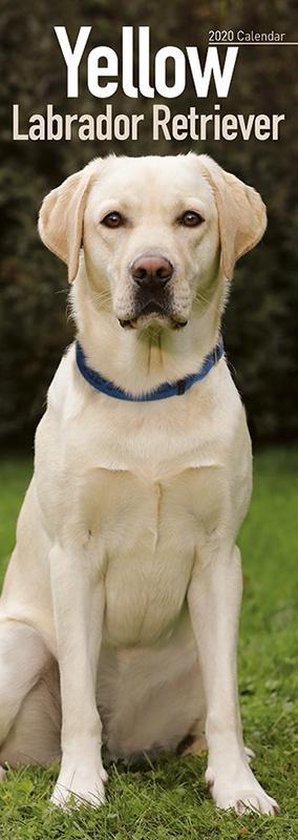 Labrador Retriever Kalender Blond 2020 Slimline | bol.com