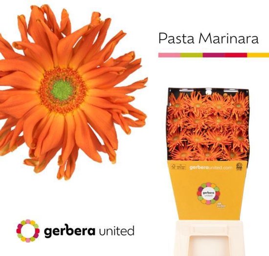 15x Gerbera pasta marinara 70cm | bol