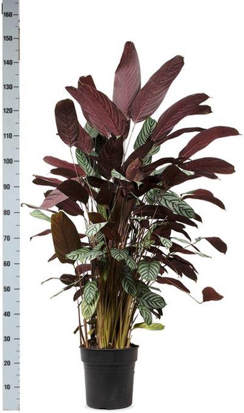 Calathea – Marantaceae (Calathea oppenheimiana) met bloempot – Hoogte ...