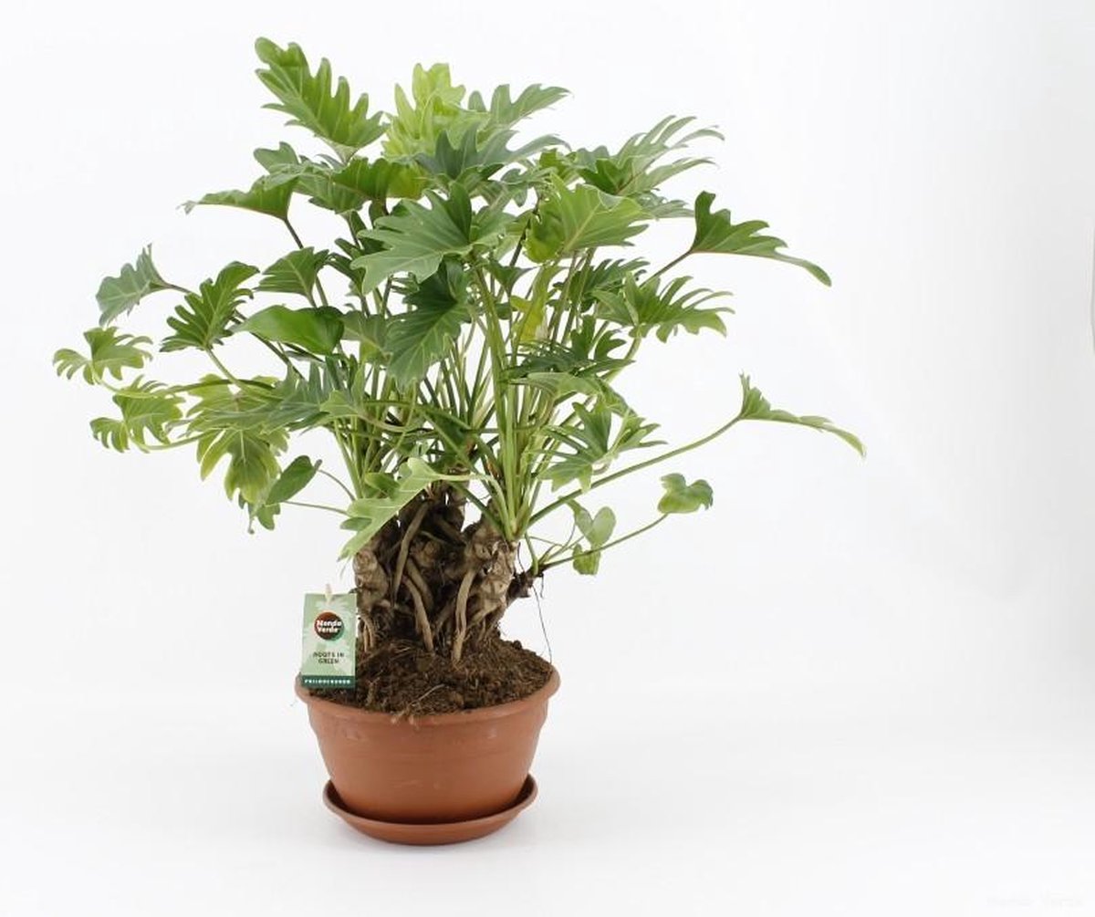 Groene plant – Philodendron (Philodendron) met bloempot – Hoogte: 50 cm ...