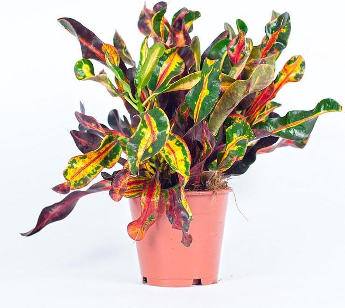 Codiaeum Variegatum - Croton Mammi - ↑ 30-40cm - Ø 12cm | bol