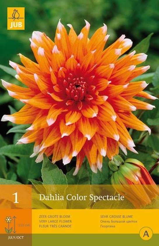 2 stuks 1 Dahlia Color Spectacle | bol