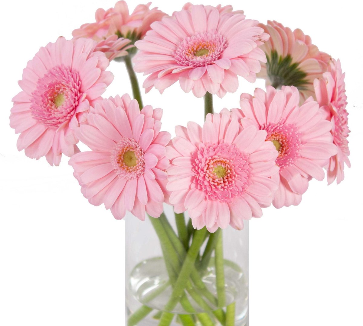 Nooit Meer Leverbaar - Roze Gerbera's - Vers Boeket Bloemen - ↨ 30cm ...