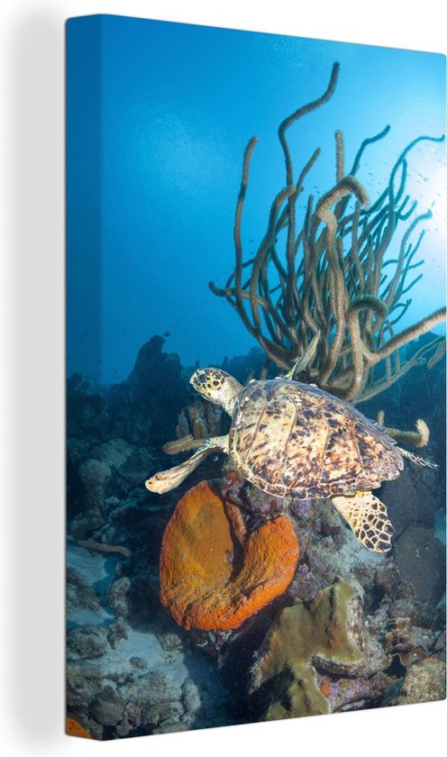 Canvas Schilderij Een schildpad in de onderwaterwereld van de Nederlandse Antillen -... | bol