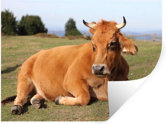 Muursticker Koeien - Rustende koe met horens - 120x90 cm - zelfklevend plakfolie -... | bol.com