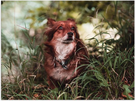 WallClassics - Poster (Mat) - Bruin met Witte Hond in het Gras - 100x75 ... WallClassics - Poster (Mat) - Bruin met Witte Hond in het Gras - 100x75 ...