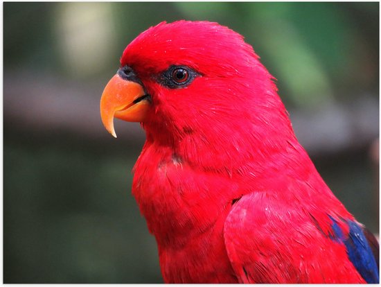 WallClassics - Poster (Mat) - Rode Lori Vogel - 100x75 cm Foto op ...