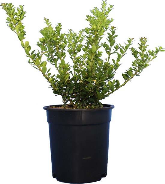 10 stuks | Japanse hulst 'Green Hedge' Pot 25-30 cm Extra kwaliteit ...