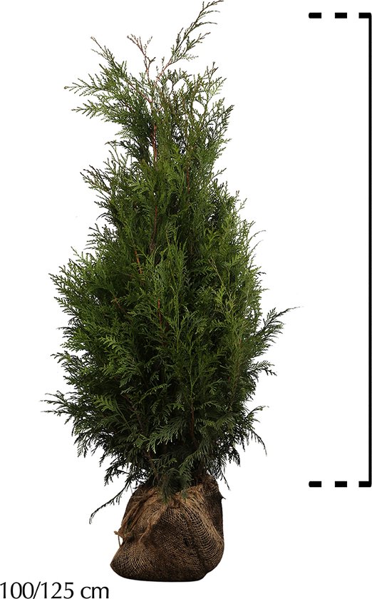 Set van 10 | Reuzenlevensboom 'Martin' Kluit 100-125 cm Extra kwaliteit ...