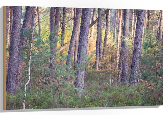 Hout - Bomen in een Bos in Nederland - 105x70 cm - 9 mm dik - Foto op ...