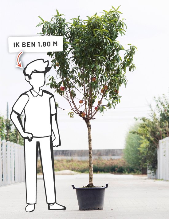 Grote Perzikboom | Prunus persica ‘Amsden’ | Halfstam | 230 - 280 cm | Stamomtrek... | bol