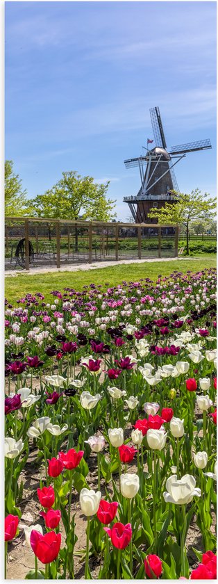 Poster Glanzend – Oerhollands Meerkleurig Tulpenveld bij Bruine Molen ...