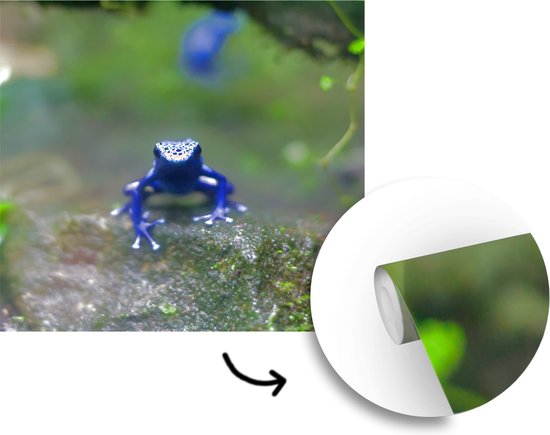 Behang - Fotobehang Blauwe kikker in de jungle - Breedte 220 cm x ...