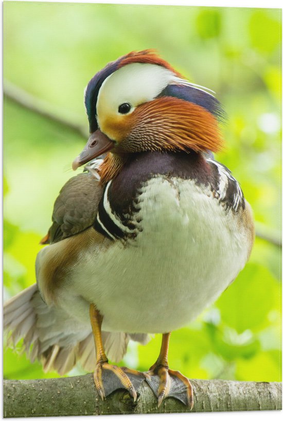 Vlag - Opzijkijkende Mandarijn Eend op Tak van Boom - 50x75 cm Foto op ...