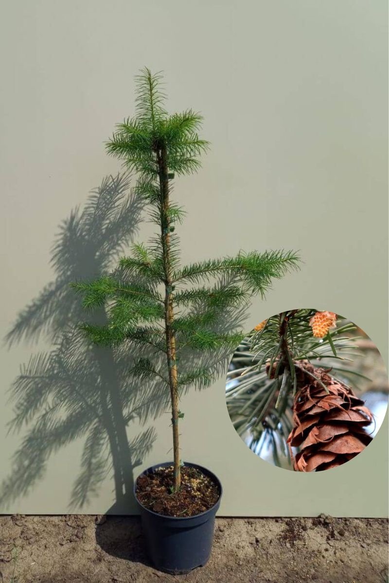 Jonge Douglasspar boom | Pseudotsuga menziesii | 60-80cm hoogte | bol
