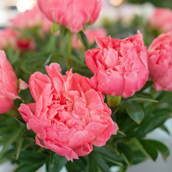 Pioenroos (Pioen lactiflora) 'Pink Hawaiian Coral' | 1 stuk | Bloeiende ...