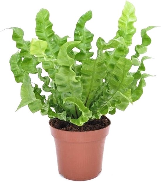 Plant in a Box - Asplenium Crispy Wave - Asplenium nidus 'Crispy Wave ...