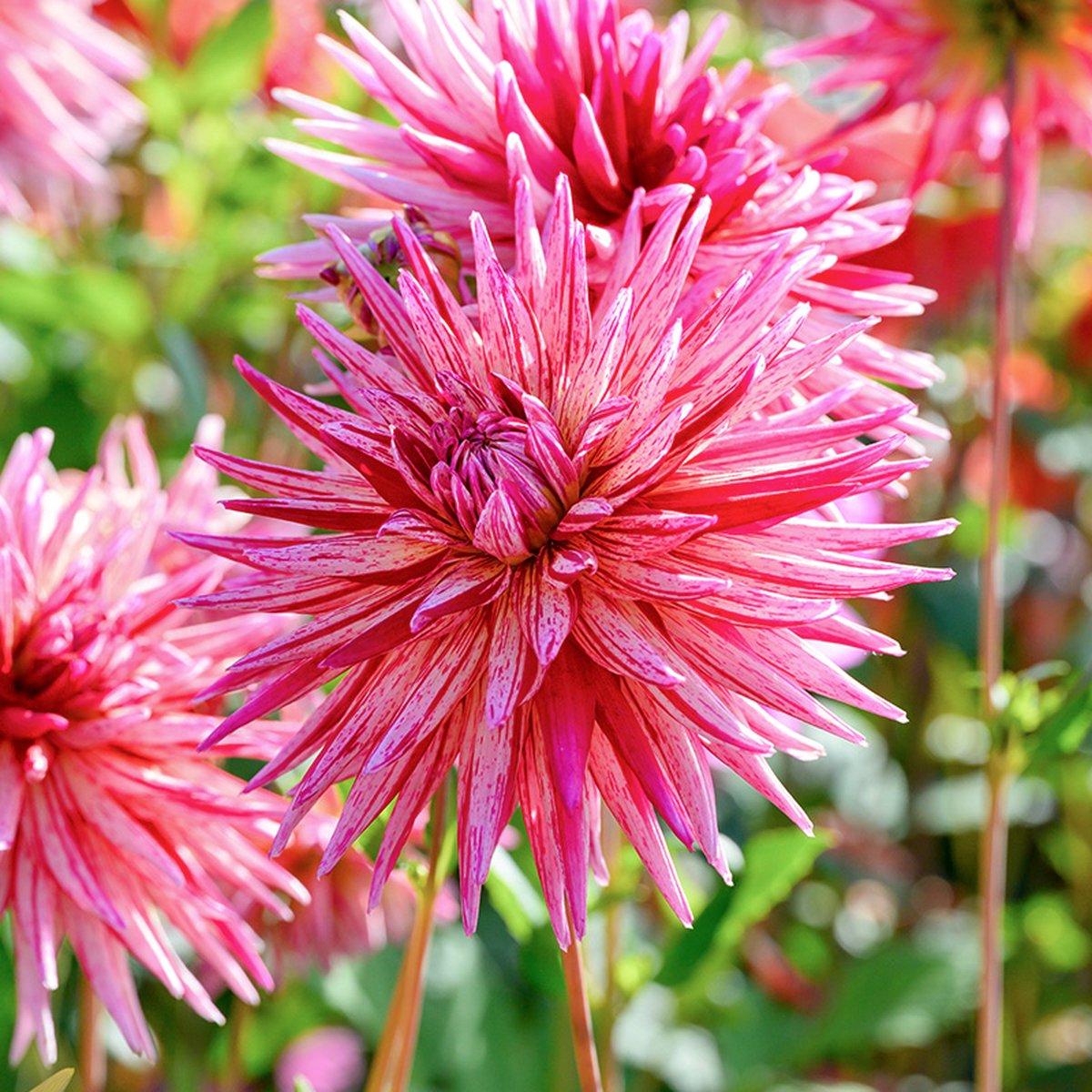 Dahlia Alain Mimoun | 1 stuk | Cactus Dahlia | Knol | Rood | Roze ...