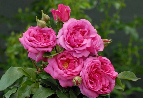 Mr. Darcy | Struikroos | Roze | Sterk geurend | 1,5 meter hoogte ...