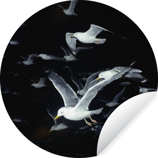 Behangcirkel - Vogel - Zwart - Zwerm - 100x100 cm - Muurcirkel - Zelfklevend - Ronde... | bol.com