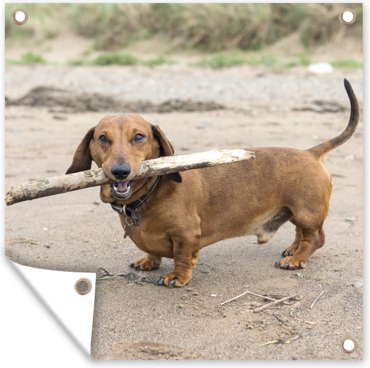 Tuin poster Een Teckel met een stok in de mond - 200x200 cm - Tuindoek ...