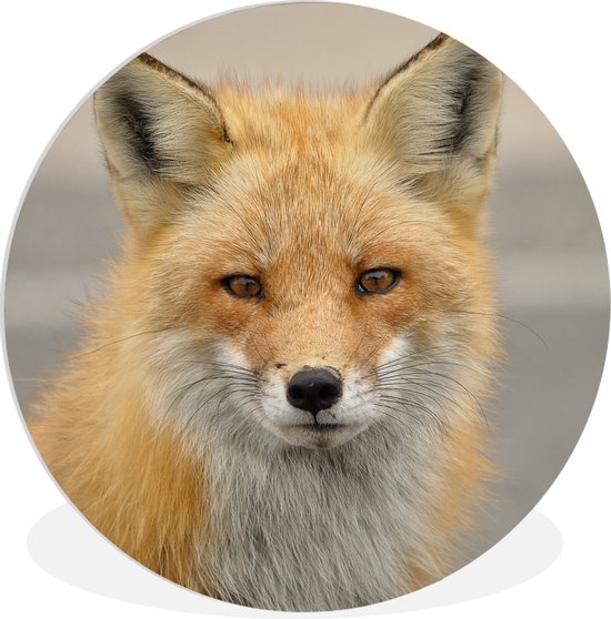 Portrait Photo Red Fox Wall Circle Plaque Plastique ⌀ 90 cm - Tirage ...
