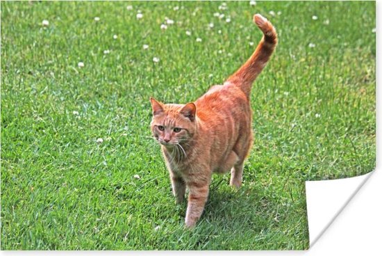 Poster Kat - Rood - Kater - Meisjes - Kinderen - Jongens - Kind - 60x40 ...