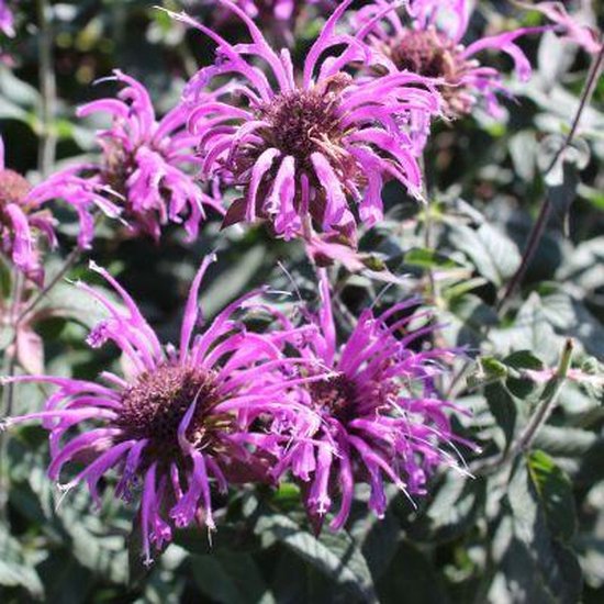 6x Monarda ‘Scorpion’ - Bergamotplant - Pot 9x9 cm | bol