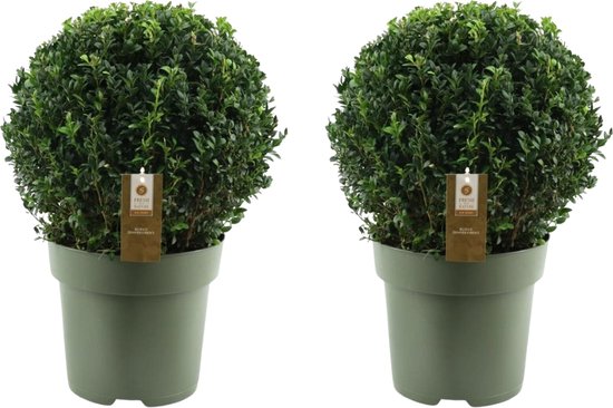 Echte hulstplant in bolvorm | 2x Ilex crenata bol | set van 2 stuks ...