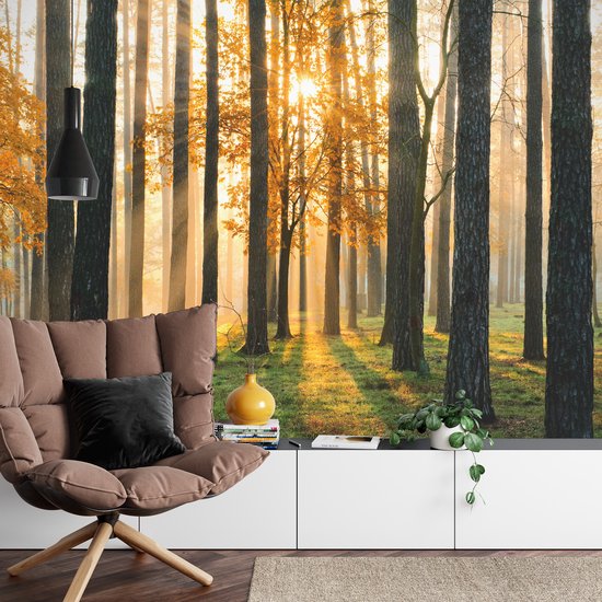 Fotobehang Bos Zonsopgang | bol