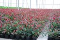 Photinia fraseri 'Red Robin' C5 60-80 cm - Bloeiende plant - Makkelijk ...