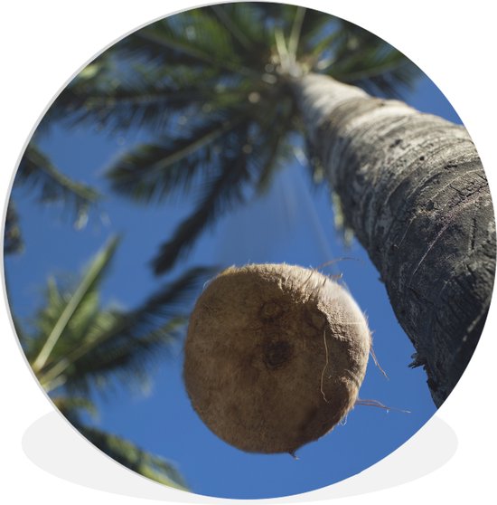 Wall Circle - Indoor Wall Circle - Une noix de coco tombe d'un cocotier ...