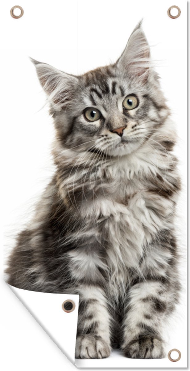 Poster de jardin Mignon chaton Maine Coon - 40x80 cm - Décoration ...