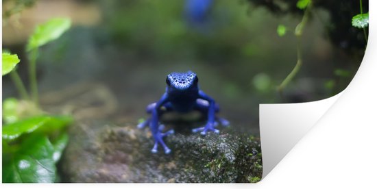 Muurstickers - Sticker Folie - Blauwe kikker in de jungle - 160x80 cm ...