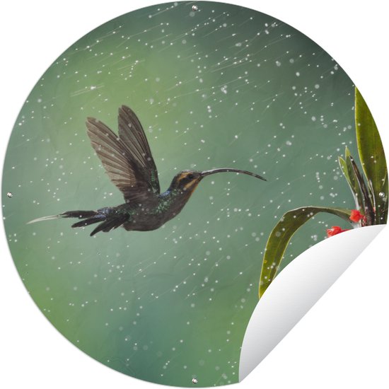 Affiche de jardin ronde Découpée Costa Rica - Colibri sous la pluie ...