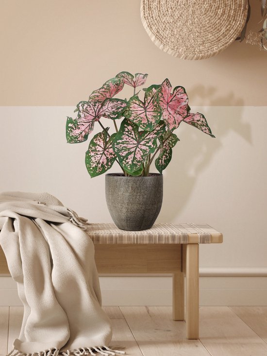 XL Caladium Florida Elise ↕70cm - Kamerplant | bol