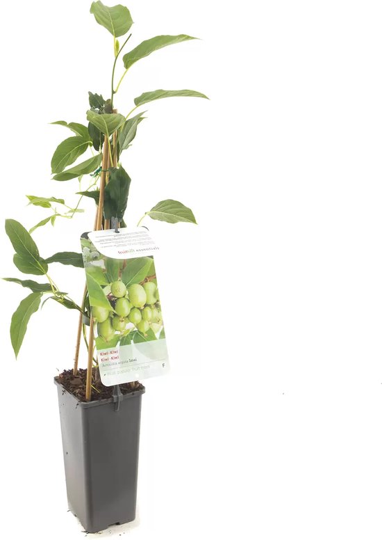 Kiwi plant Actinidia arguta Issai - zelfbestuivende mini kiwi ...