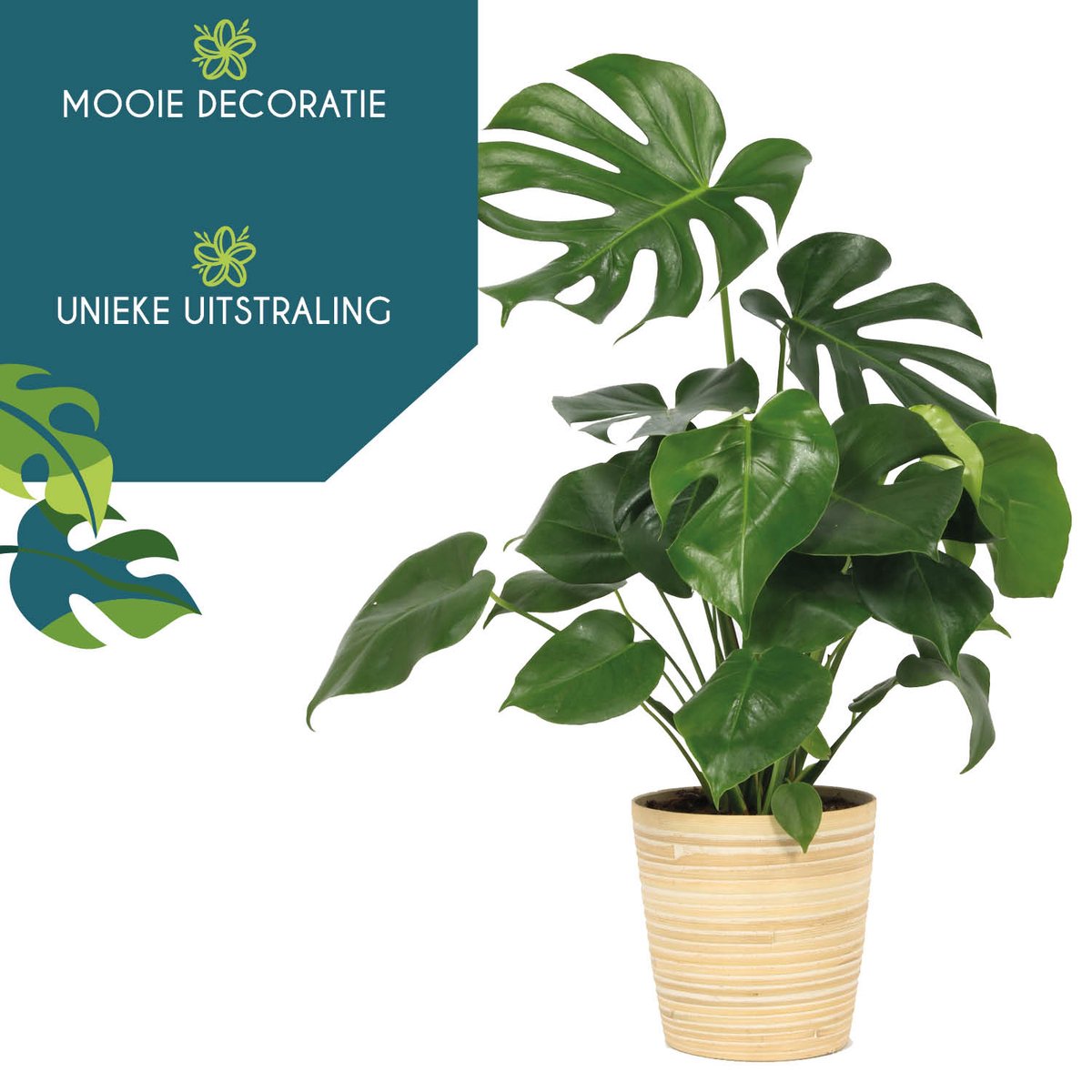 2x Kamerplant Monstera Deliciosa Tauerii Large – Gatenplant - ± 70cm ...