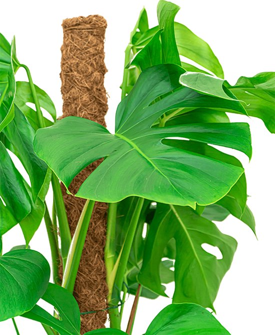 Monstera Deliciosa mosstok in Urban Smooth Egg Planter grijs ...