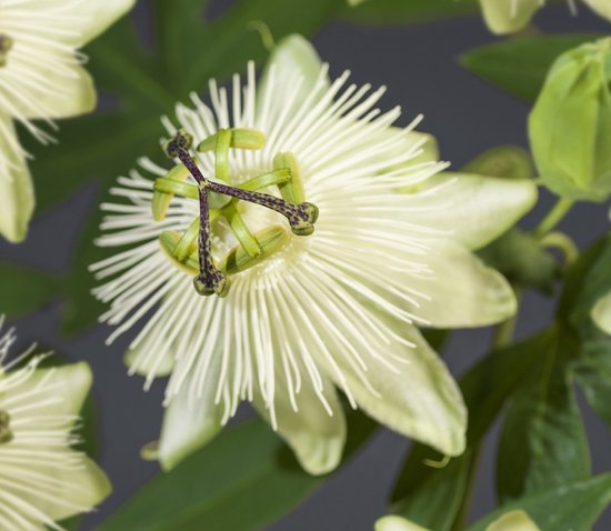 Passiebloem Passiflora Snow Queen PBR 75 cm klimplant | bol.com
