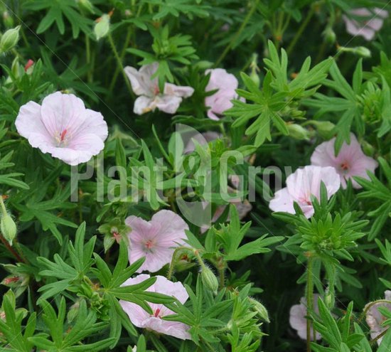 6x Ooievaarsbek / Geranium sanguineum 'Striatum' | Meerjarige/Vaste ...