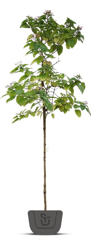 Pindakaasboom | Clerodendrum Trichotomum | Stamomtrek: 6-8 cm | bol