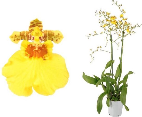 Oncidium Munsterland Stern ↨ 50cm - hoge kwaliteit planten | bol Oncidium Munsterland Stern ↨ 50cm - hoge kwaliteit planten | bol
