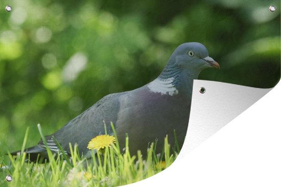 Pigeon ramier chasse aux insectes Affiche de jardin 180x120 cm - Toile ...