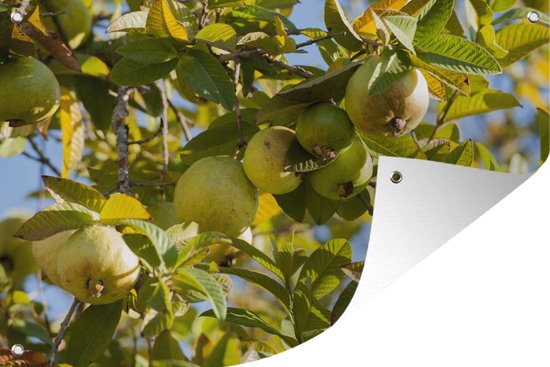 Tuinposters buiten Een guave boom in volle glorie in het zonnige ...